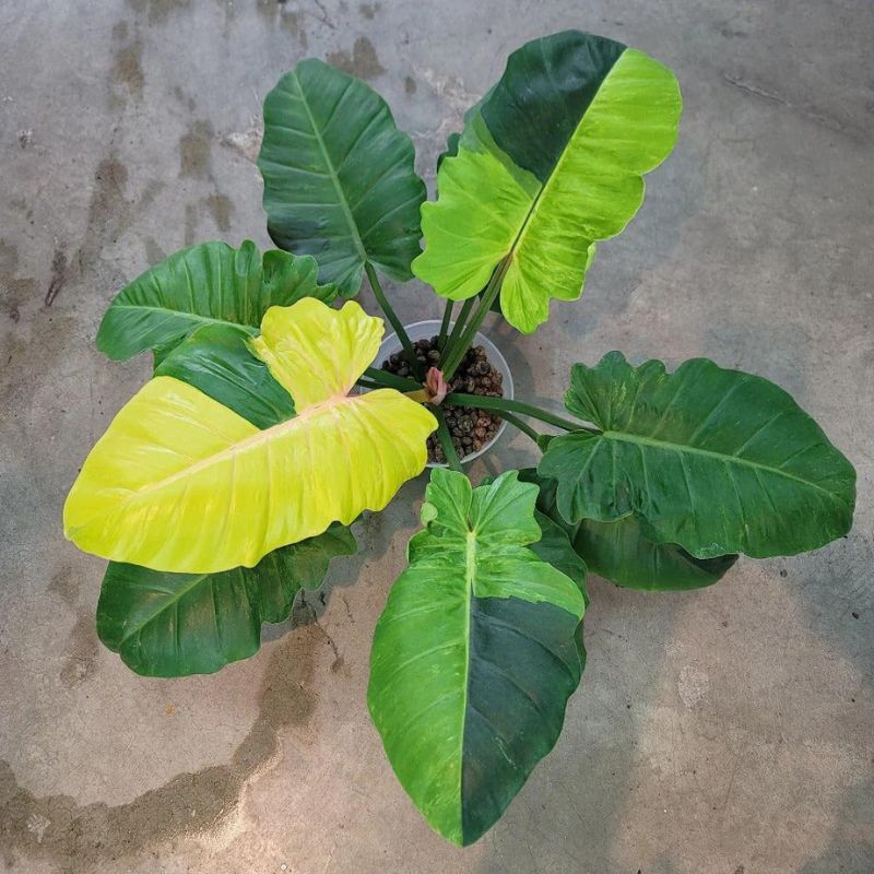 Philodendron Snowdrift: The Perfect Addition to Your Indoor Garden