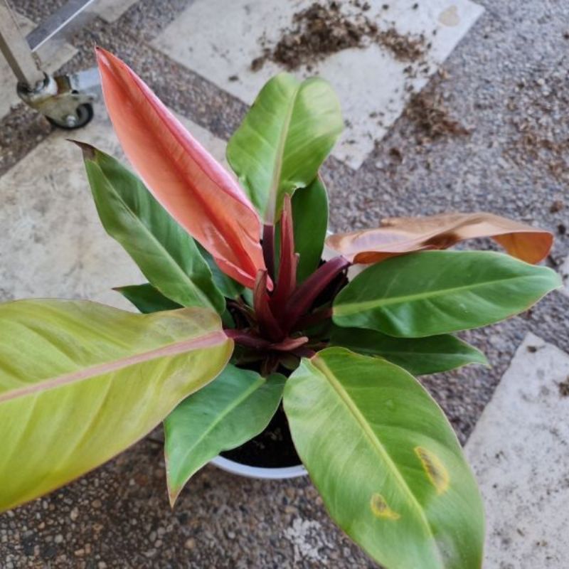 Philodendron Red Sun: A Guide to Growing and Caring for 2023