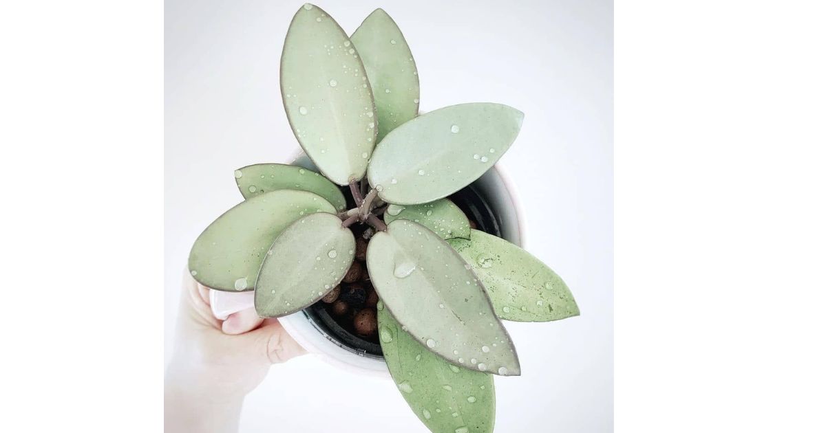 Hoya Silver Dollar Care: Essential Tips for Thriving Plants"