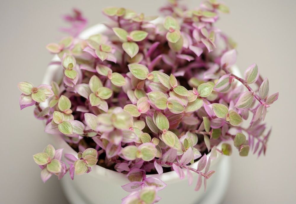 Pink Panther Plant(Callisia Repens): A Detailed Care Guide 2023