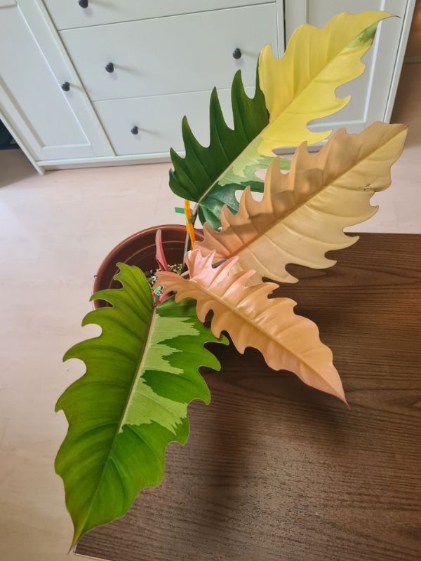 Philodendron Caramel Marble: A Detailed Guide You Need To Know