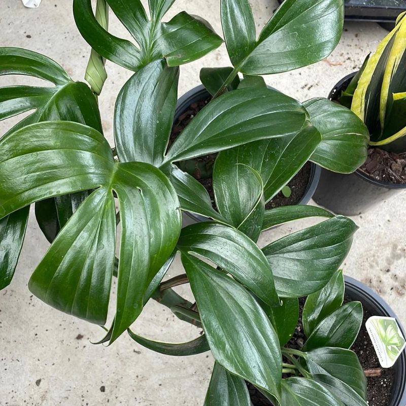 Dragon Tail Plant: A Detailed Guide to its Exotic Foliage 2023