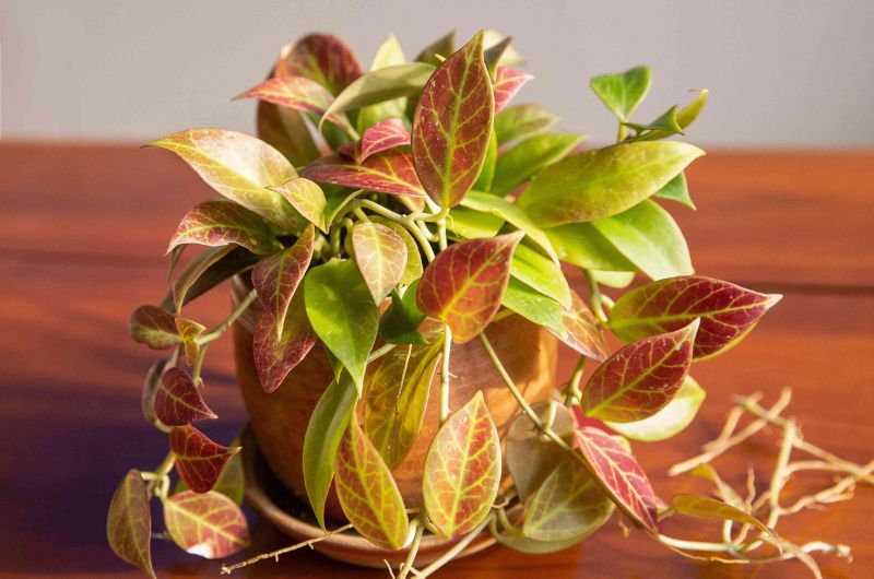 Hoya Sunrise: The Ultimate Guide to Grow And Care For 2023