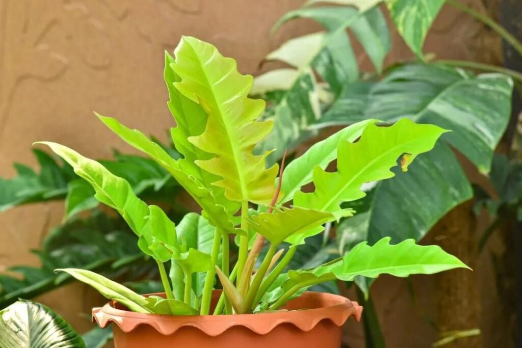 Philodendron Ring of Fire: A Detailed Guide to Grow and Care 2023