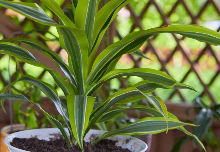 How to Care For A Mass Cane Plant: 9 Ultimate Guide (2023)