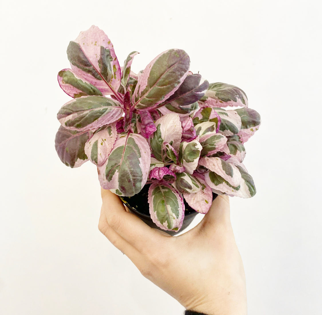 Snow White Waffle Plant: A Stunning Houseplant Choice