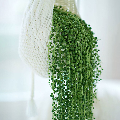 9 Refreshing Hanging Plant Ideas for Your Bathroom Oasis