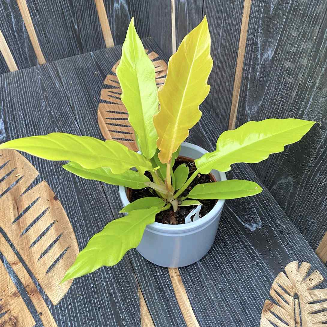 Philodendron Golden Saw: From Orange Hues to Golden Views