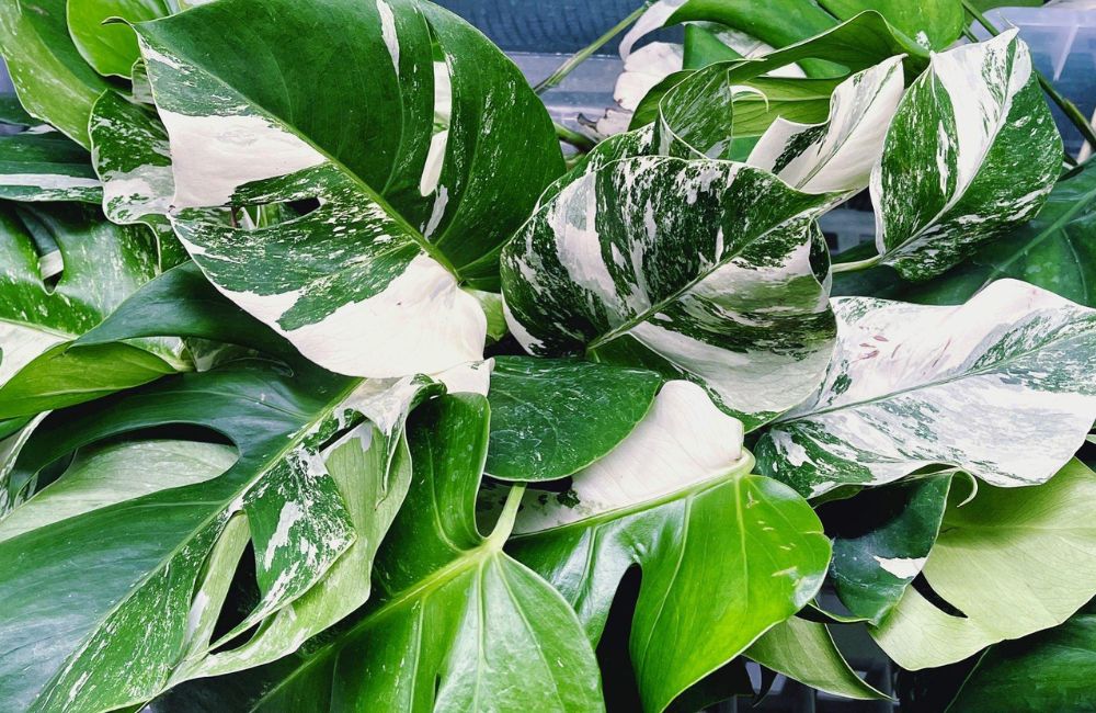 Caring for Epipremnum pinnatum variegata: Tips and Tricks