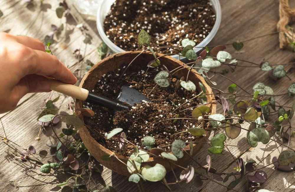 Silver Glory String of Hearts: A Guide to Growing and Caring
