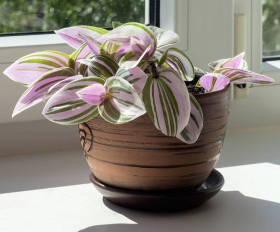 How to Care for Your Tradescantia Nanouk Plant?