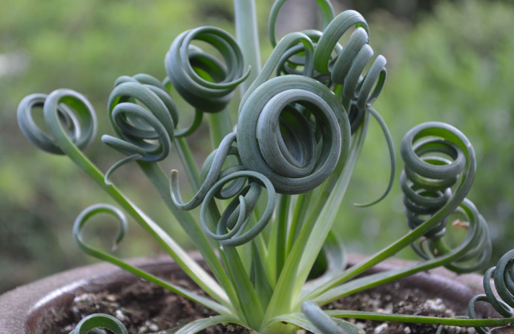 How To Grow Albuca Spiral Grass Plants: Frizzle Sizzle