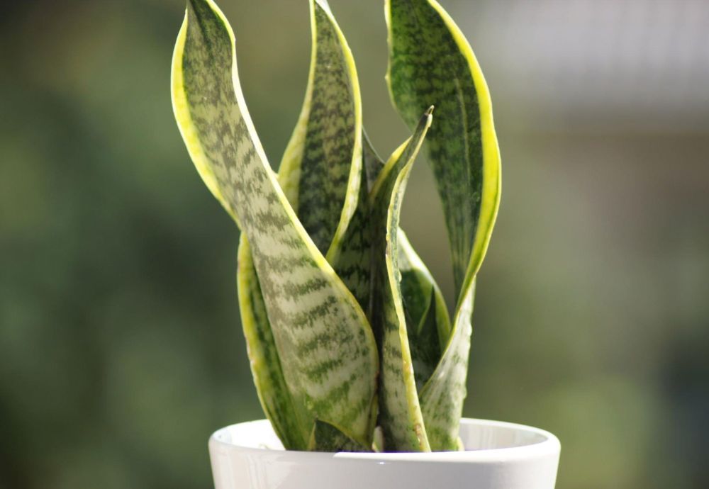 How to Care for Sansevieria Superba: Essential Tips