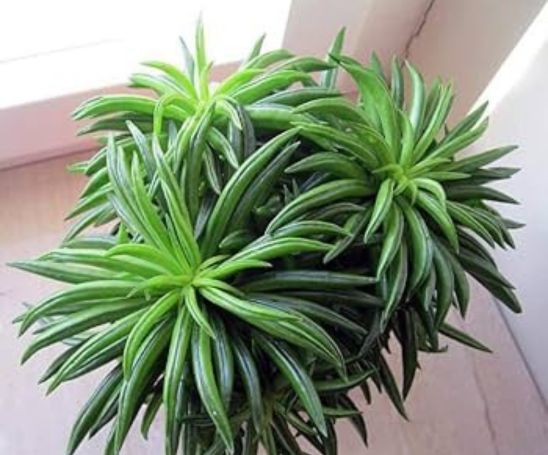 Happy Bean Plant Care: Essential Tips for Success