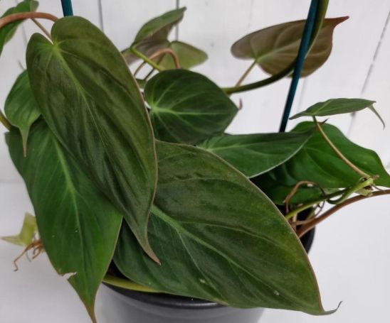 Variegated Philodendron Micans: The Perfect Indoor Plant