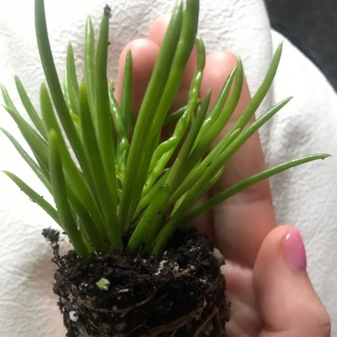 Happy Bean Plant Care: Essential Tips for Success