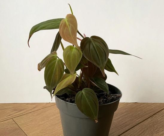 Variegated Philodendron Micans: The Perfect Indoor Plant