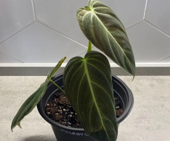Variegated Philodendron Micans: The Perfect Indoor Plant