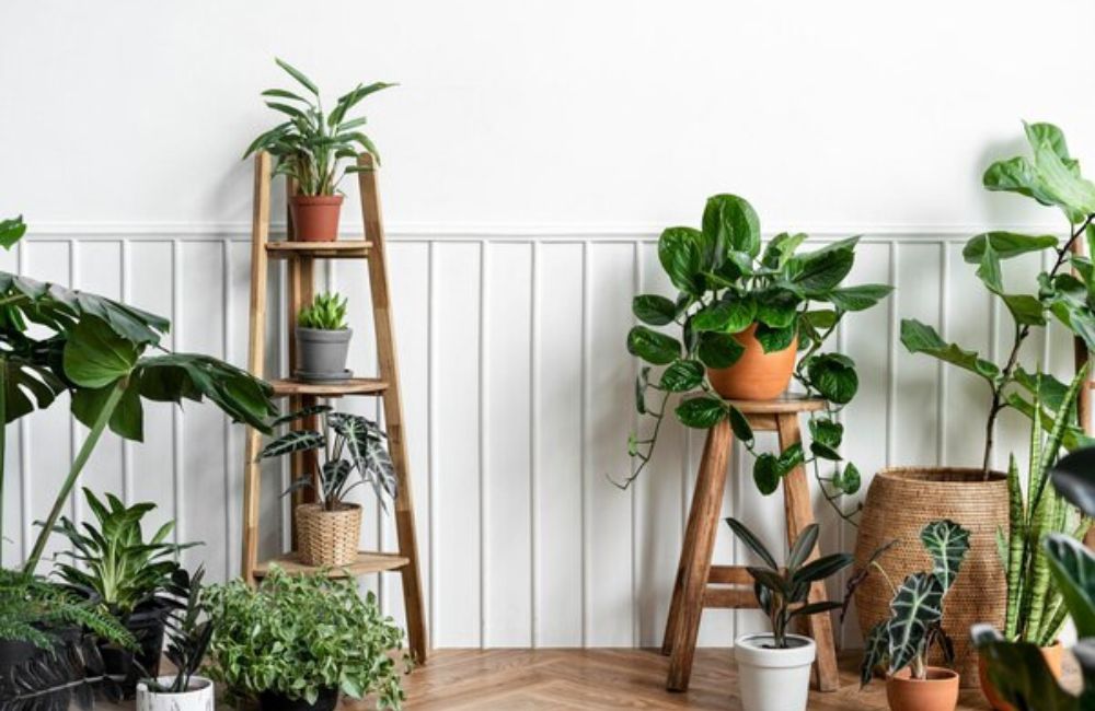 The Best Single Plant Stand Indoor: Showcase Your Plants