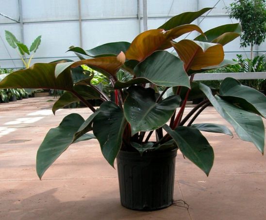 Growing Philodendron Red Emerald | Tips and Tricks for Success