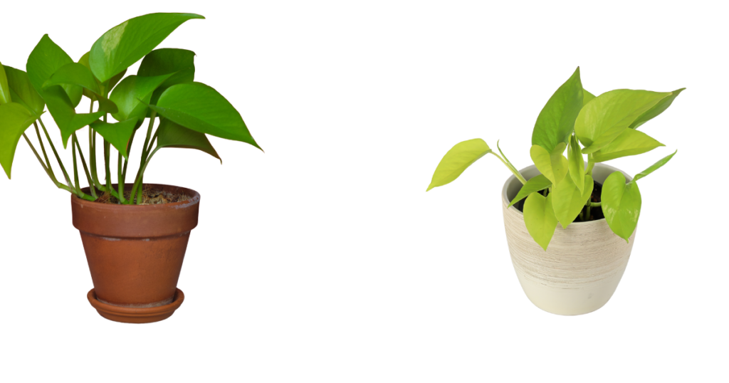 Lemon Lime Philodendron vs. Neon Pothos : Indoor gardening