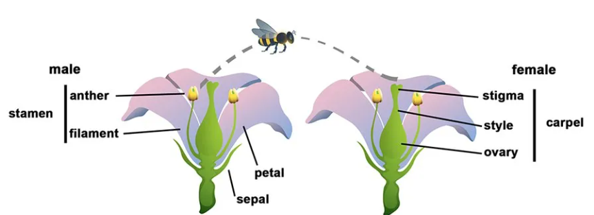 How to Pollinate Indoor Plants: Hand Pollination for Houseplants