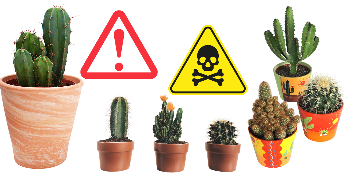 Handling and Care Tips: Are Cactuses Poisonous?