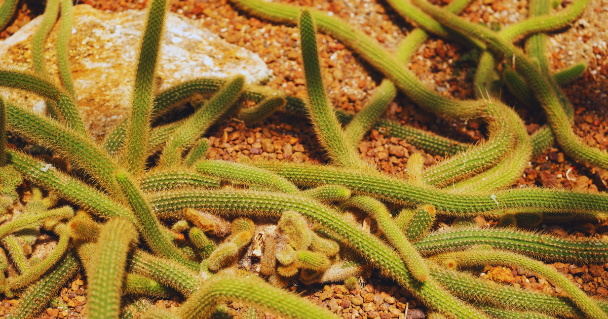 Growing and Enjoying the Unique Monkey Tail Cactus