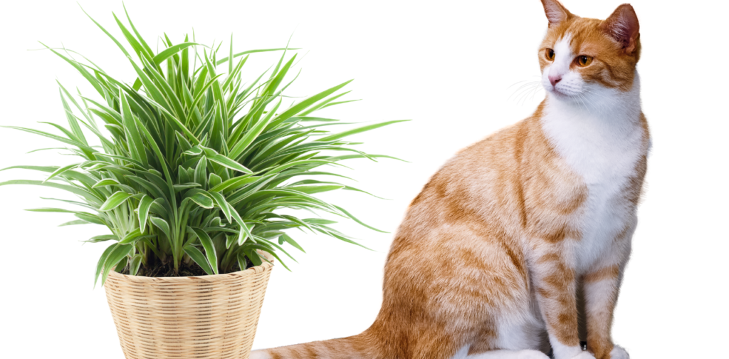 Are Spider Plants Toxic to Cats? Safe Houseplants