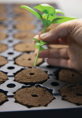 How to Use Rapid Rooter Plugs? Tips for proper use