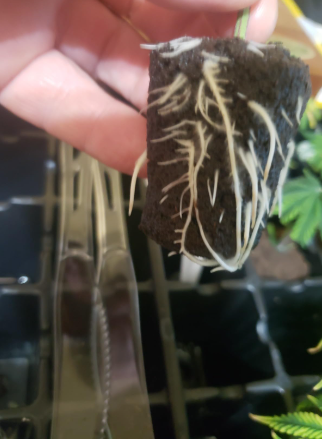 How to Use Rapid Rooter Plugs? Tips for proper use