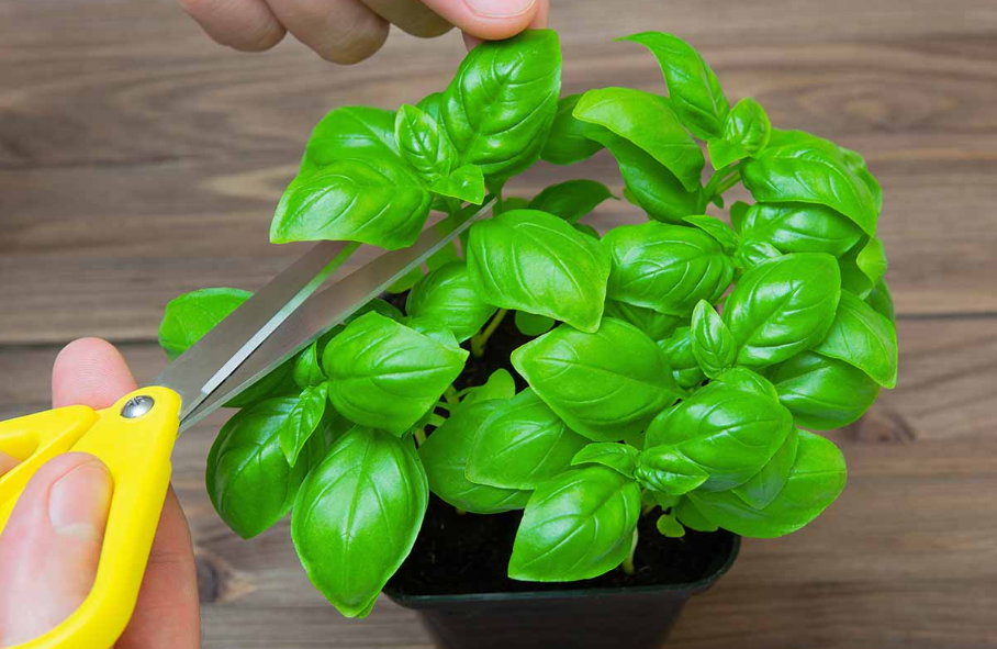 How to Trim Basil: Essential Tips for Pruning? - My Plants Valley