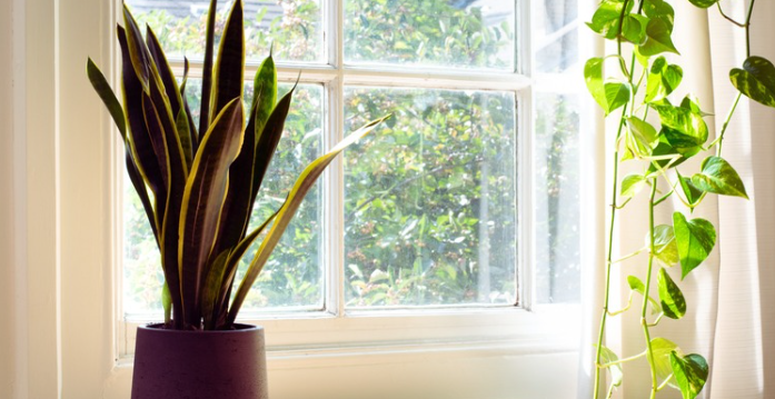 How Much Light Does a Snake Plant Need?