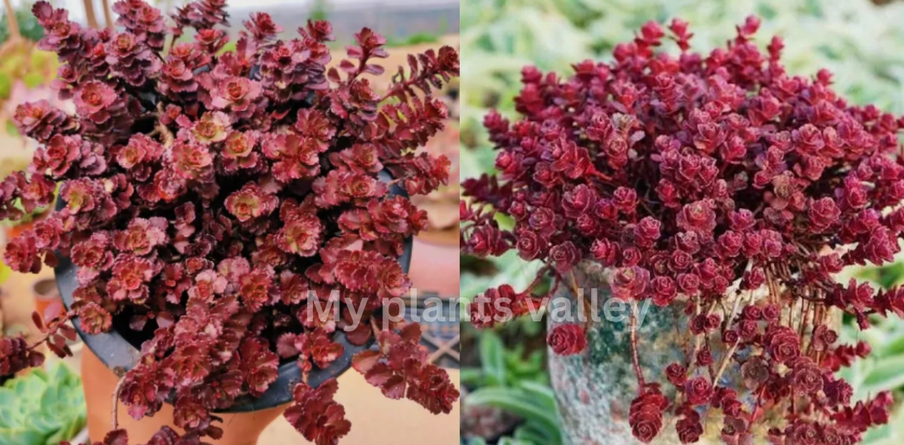 Voodoo Succulent: The Complete Guide to This Unique Plant
