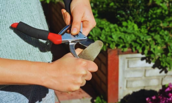 How To Sharpen Garden Shears At Home: Happy Gardening