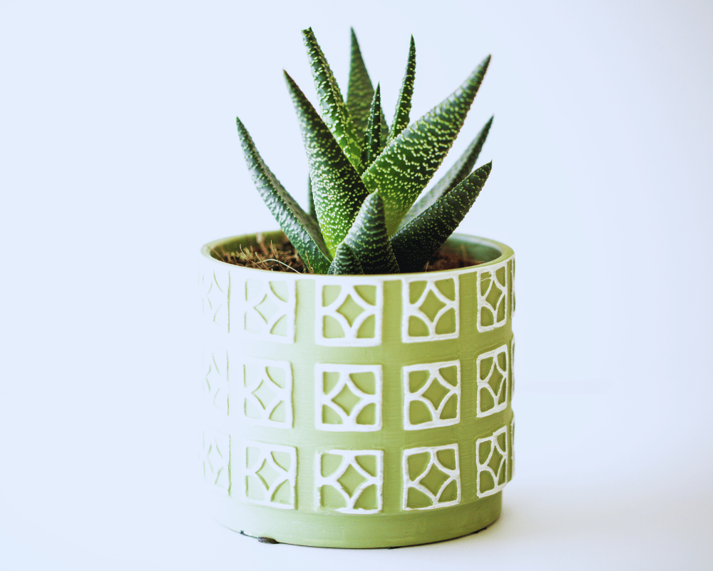 Haworthia Succulent Plant: A Complete Guide for Beginners