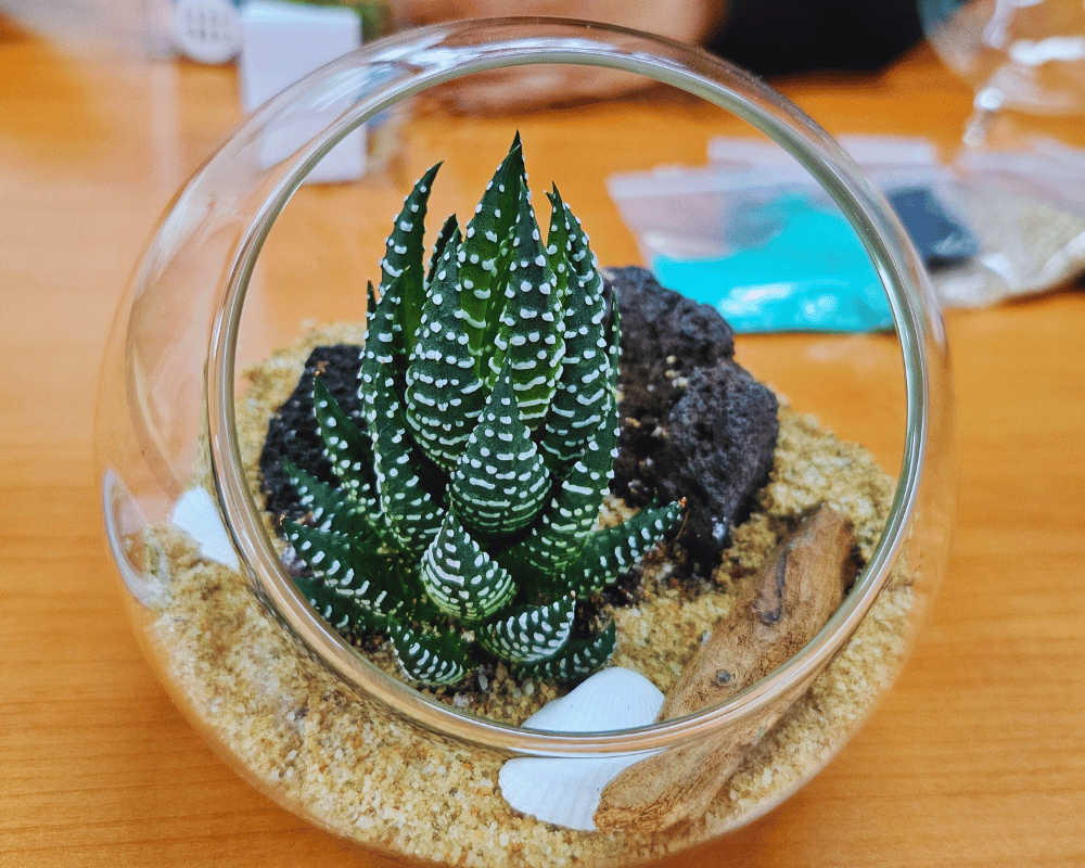 Haworthia Succulent Plant: A Complete Guide for Beginners